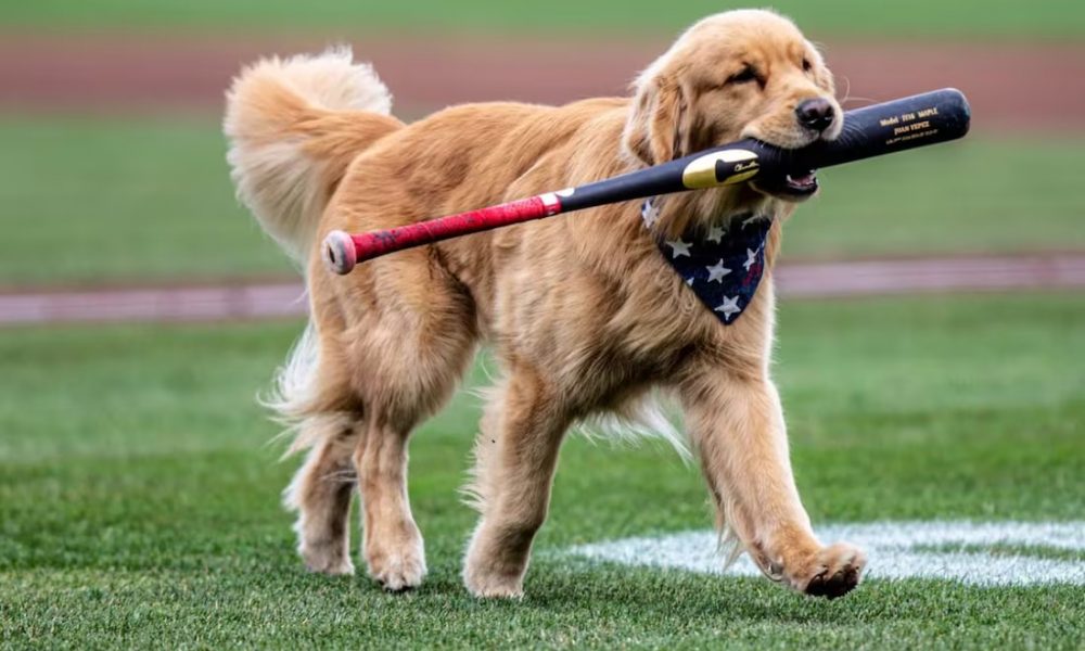 Él es Bruce, el perro Golden Retriever que debuta con Nacionales en MLB ...